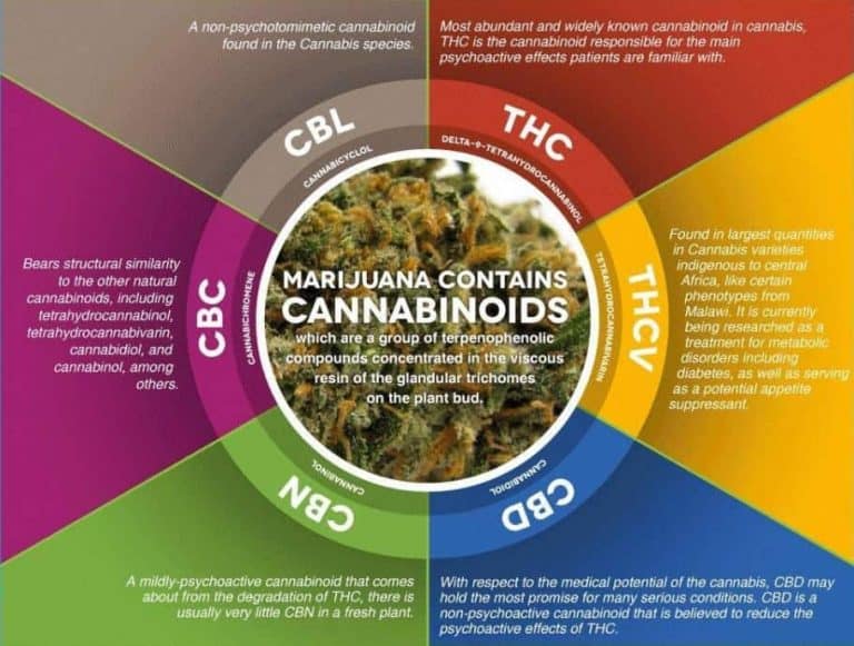 Cannabinoid 101 Understanding Cannabis Derivatives