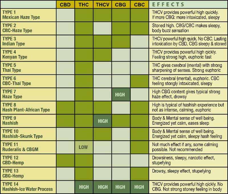Cannabinoid 101 Understanding Cannabis Derivatives