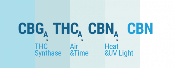 Cannabinoids 101: Understanding Unique Cannabis Compounds
